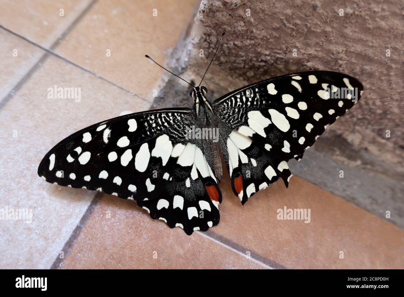 Butterfly Wings Side View