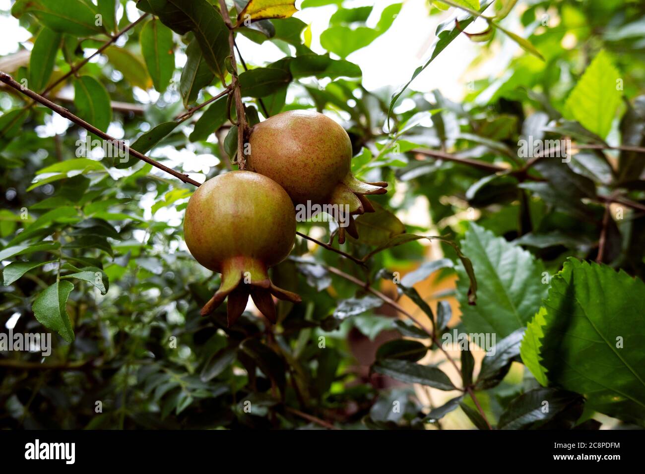 Dalim tree hi-res stock photography and images - Alamy