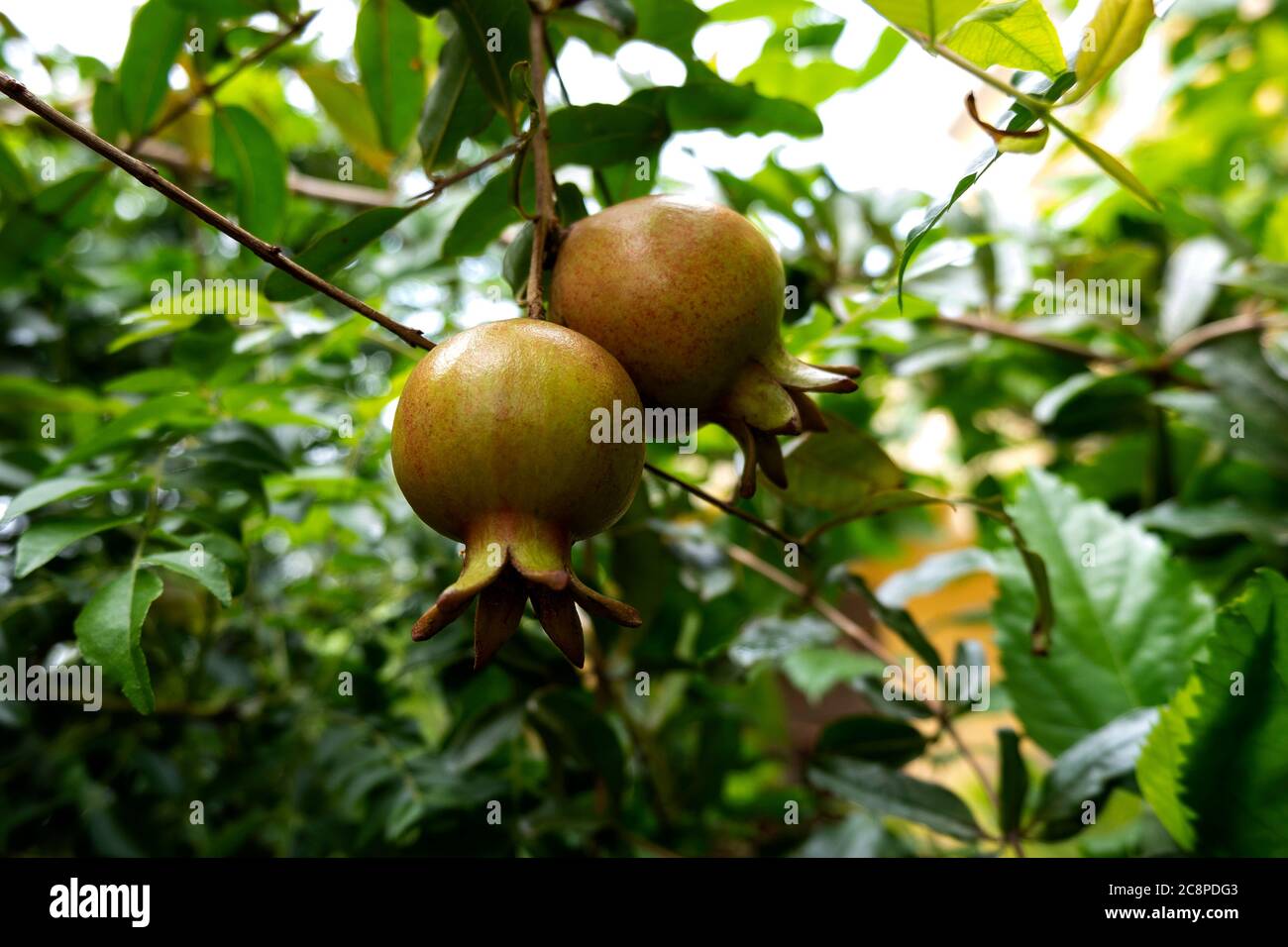 Anar Fruit High Resolution Stock Photography and Images - Alamy