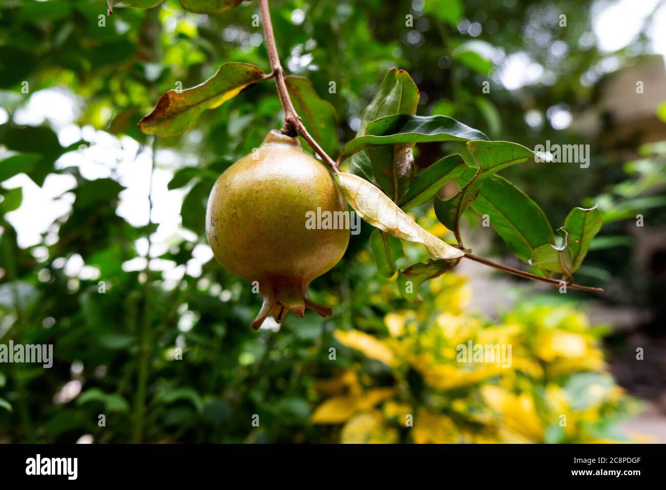 Dalim tree hi-res stock photography and images - Alamy