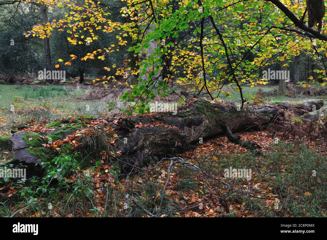 Decaying tree trunk hi-res stock photography and images - Alamy