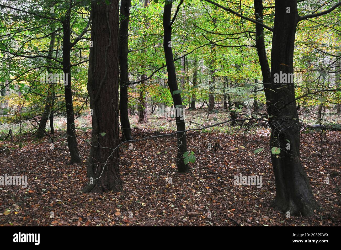 Little dean hi-res stock photography and images - Alamy