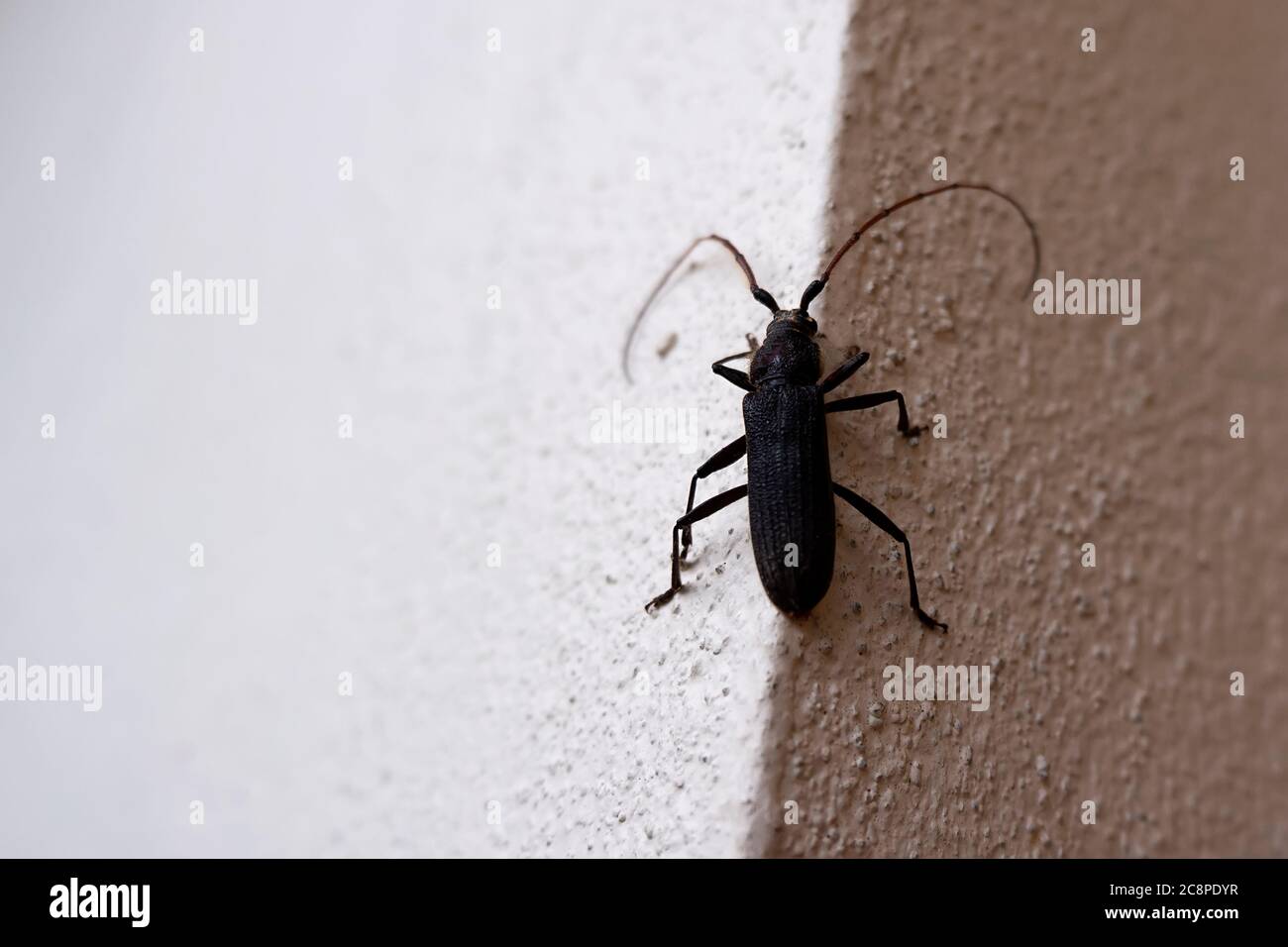 Large flying beetle hi-res stock photography and images - Alamy