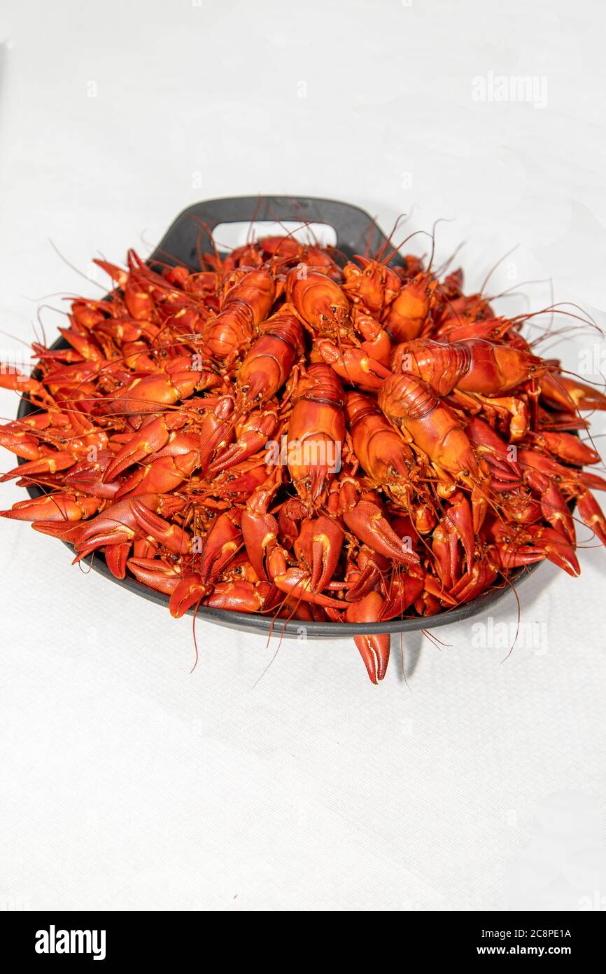 A lot of cooked signal crayfish, Pacifastacus leniusculus, ready to eat ...