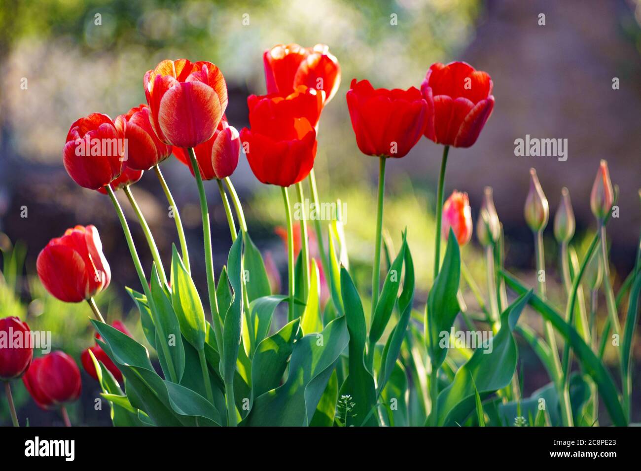 Group of colorful tulip. Real live red tulips blooming in early spring ...