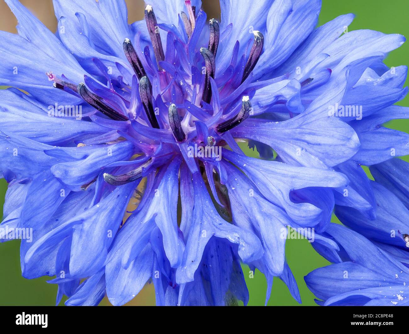 Close up blue blossom cornflower hi-res stock photography and images ...