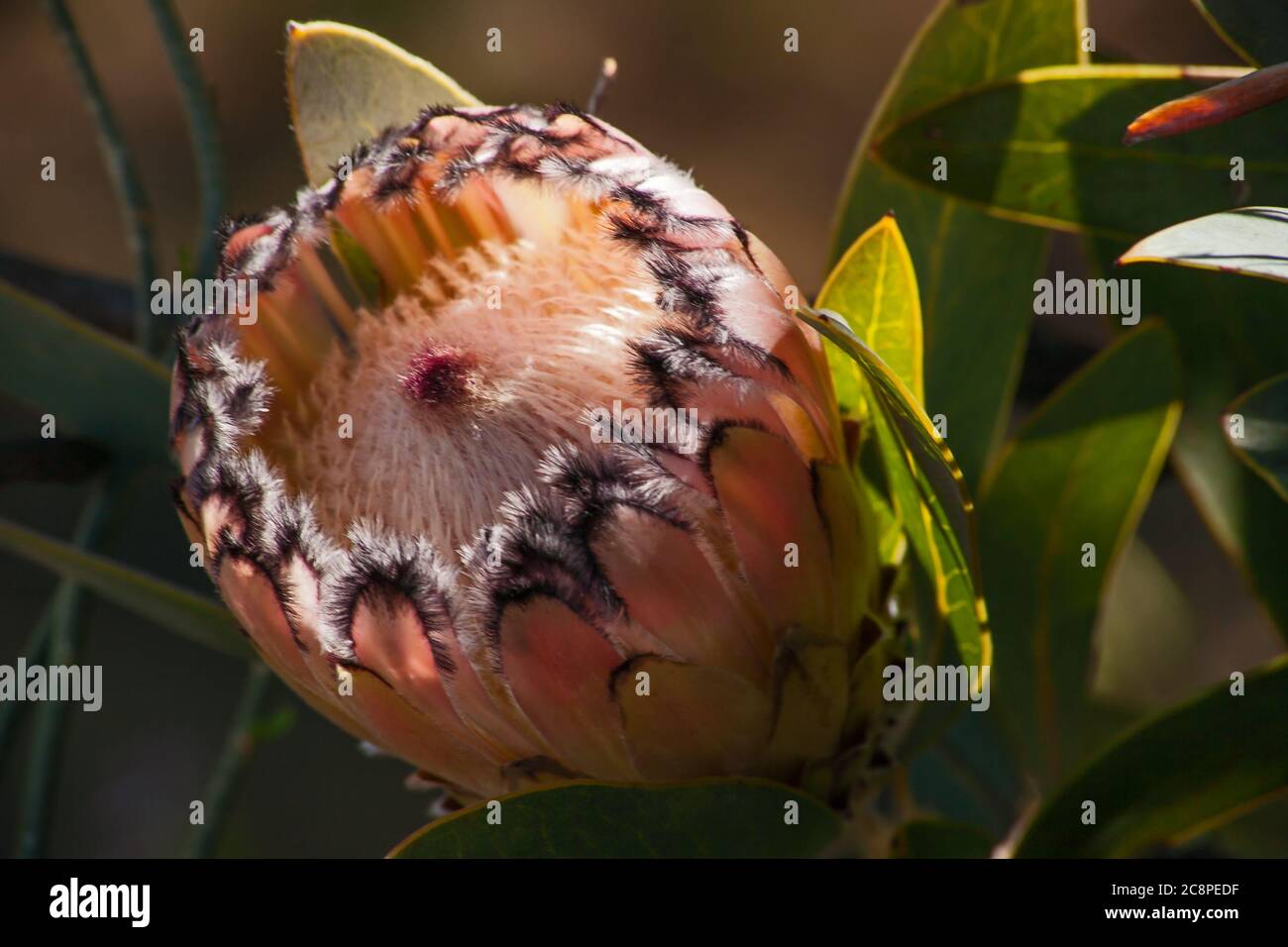 Protea tree hi-res stock photography and images - Alamy