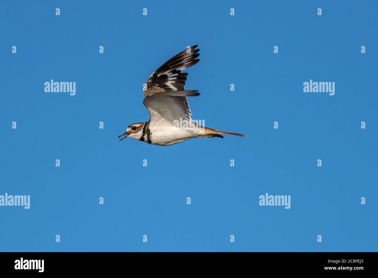 Killdeer (Charadrius vociferus) in Flight Stock Photo - Alamy