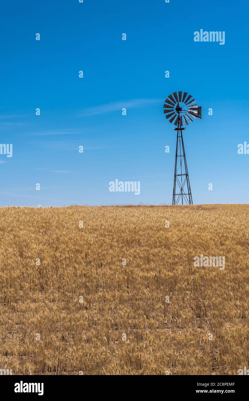 Wind Pump in a Wheat Field, WA Stock Photo - Alamy
