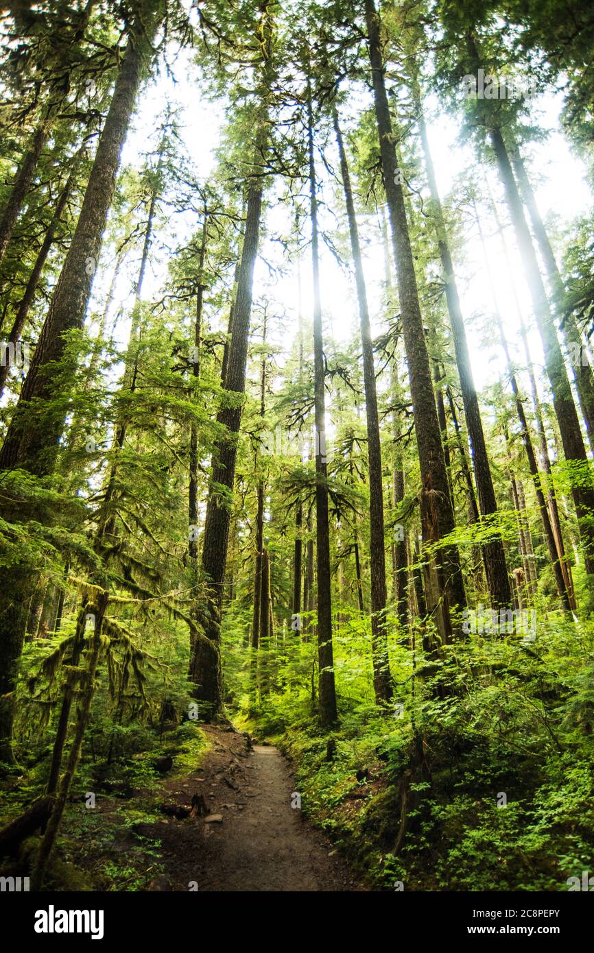 Hiking trail in Portland Oregon Stock Photo - Alamy