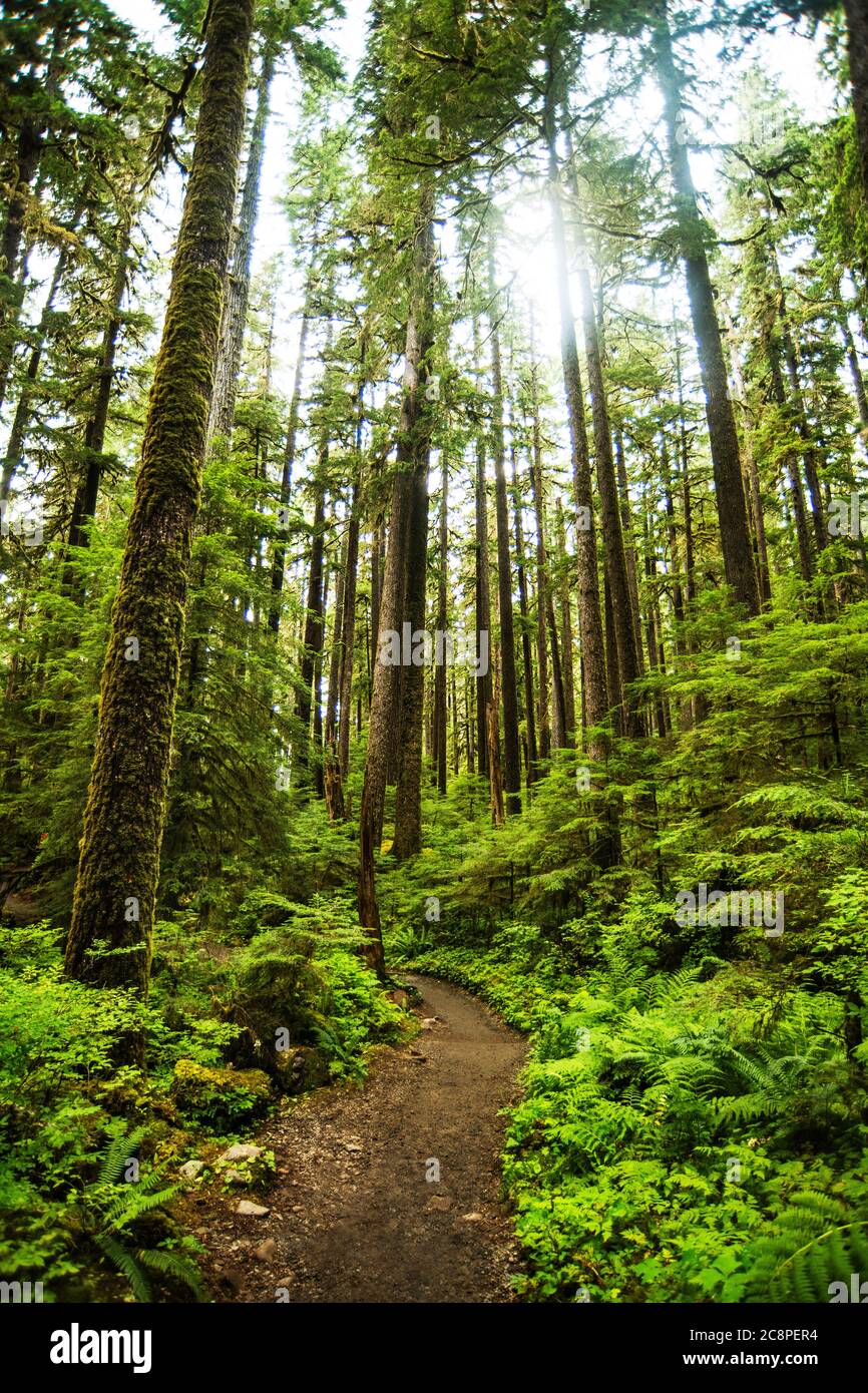 Portland, oregon forest park hi-res stock photography and images - Alamy