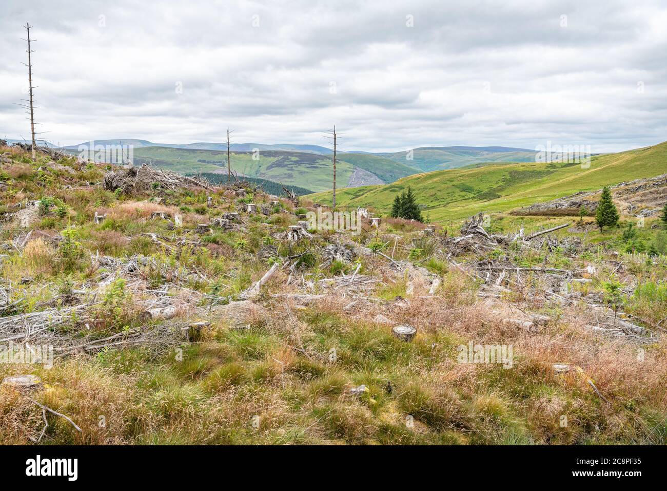 After the Loggers, Scottish Borders, Scotland Stock Photo - Alamy
