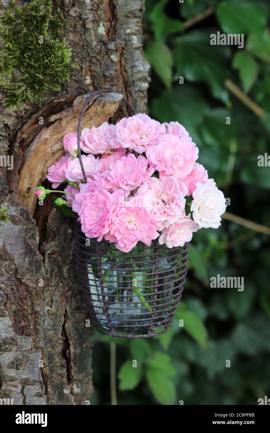 Hanging roses hi-res stock photography and images - Alamy