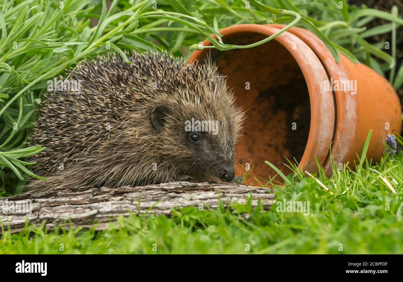 Hedgehog, (Scientific or Latin name: Erinaceus Europaeus) facing right ...
