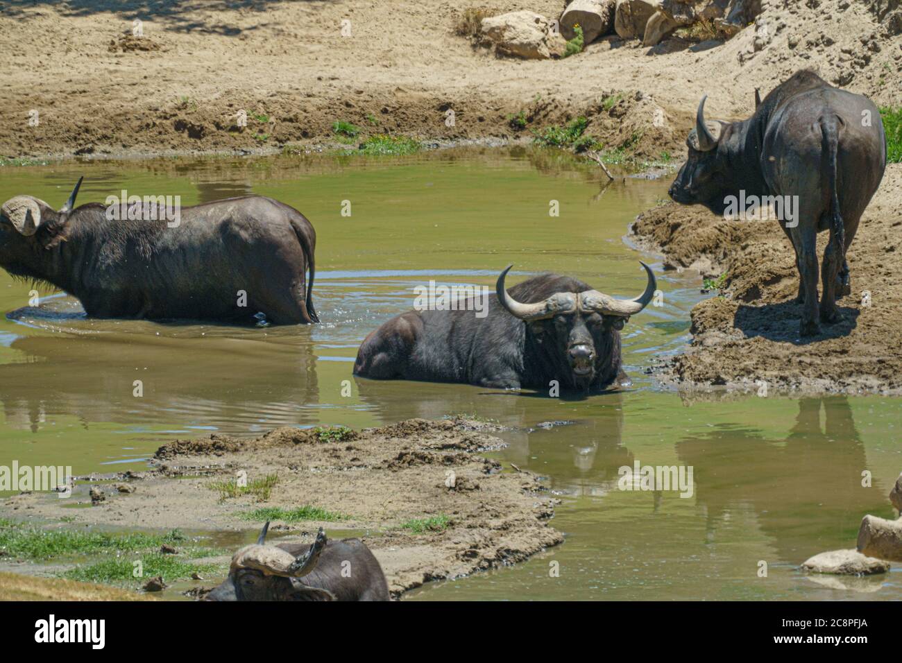 african cape buffalo in pond Stock Photo - Alamy