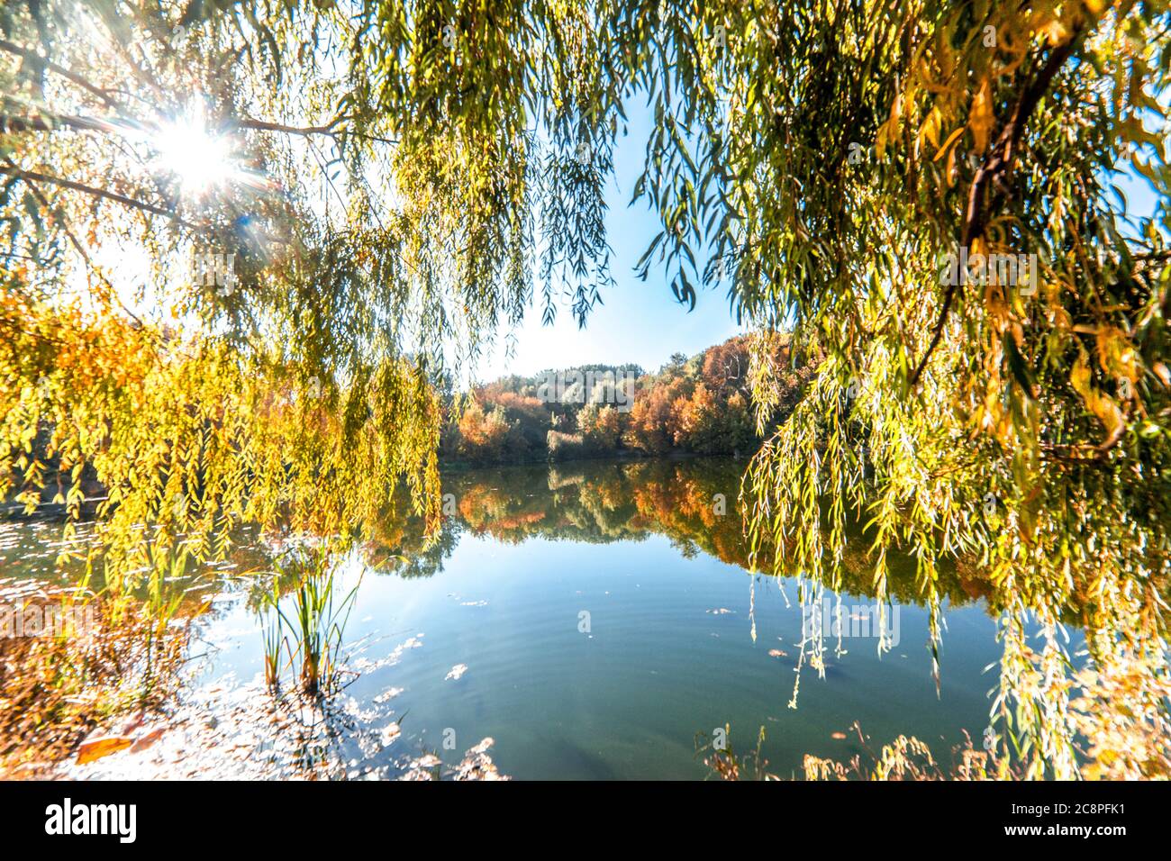 yellow aspens with deep red bushes below Red Grass Stock Photo - Alamy