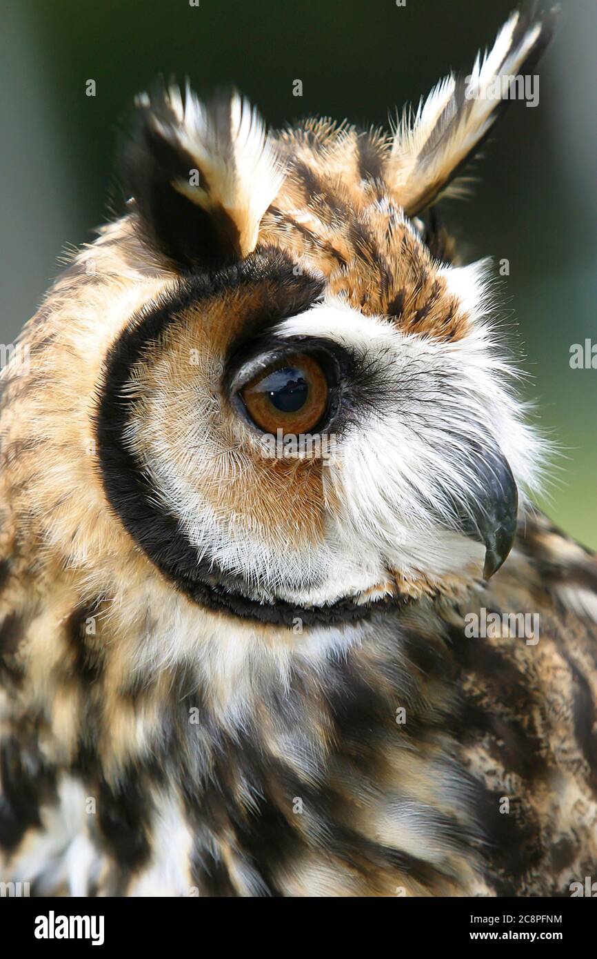 Striped Owl High Resolution Stock Photography and Images - Alamy