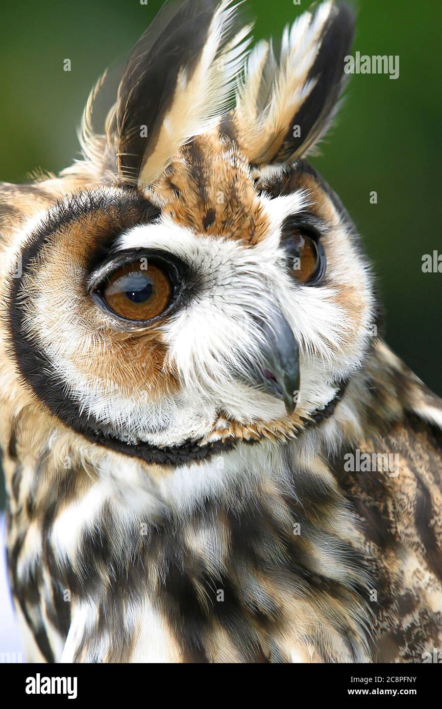 Striped Owl High Resolution Stock Photography and Images - Alamy