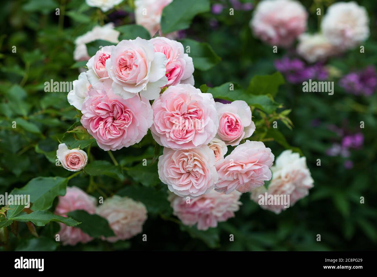 Pink rose garden hi-res stock photography and images - Alamy