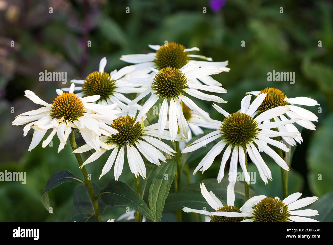 Echinacea coneflowers in garden hi-res stock photography and images - Alamy