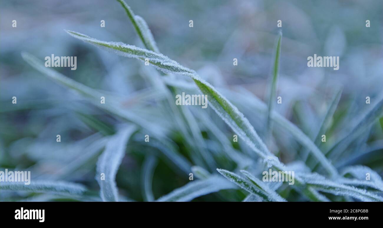 Frosts, grains of ice on plants, covered with white glowing in the ...