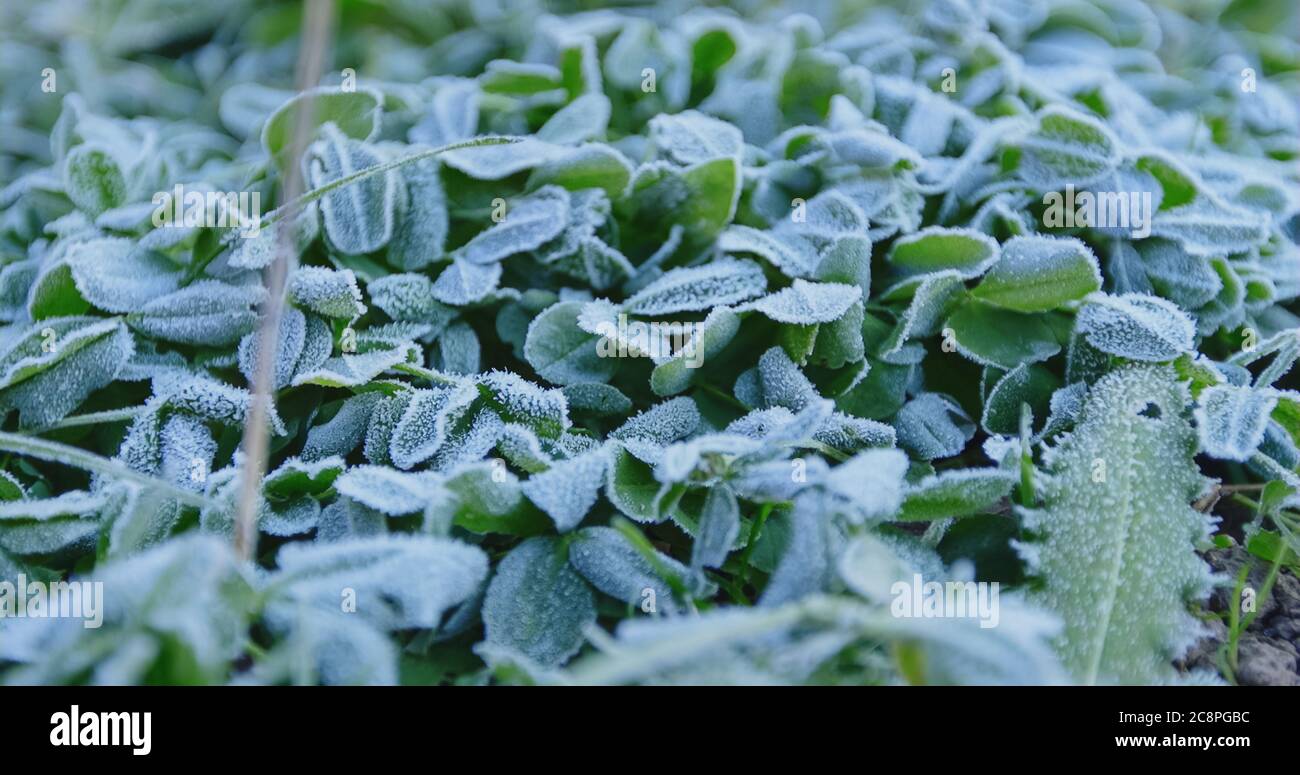 Frosts, grains of ice on plants, covered with white glowing in the ...