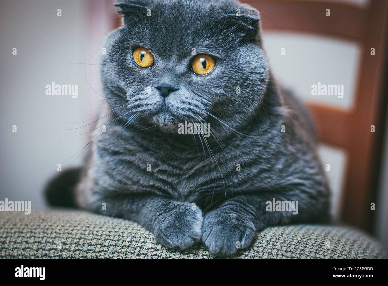 Scottish fold gray cat with orange eyes lays on chair alone and bored ...