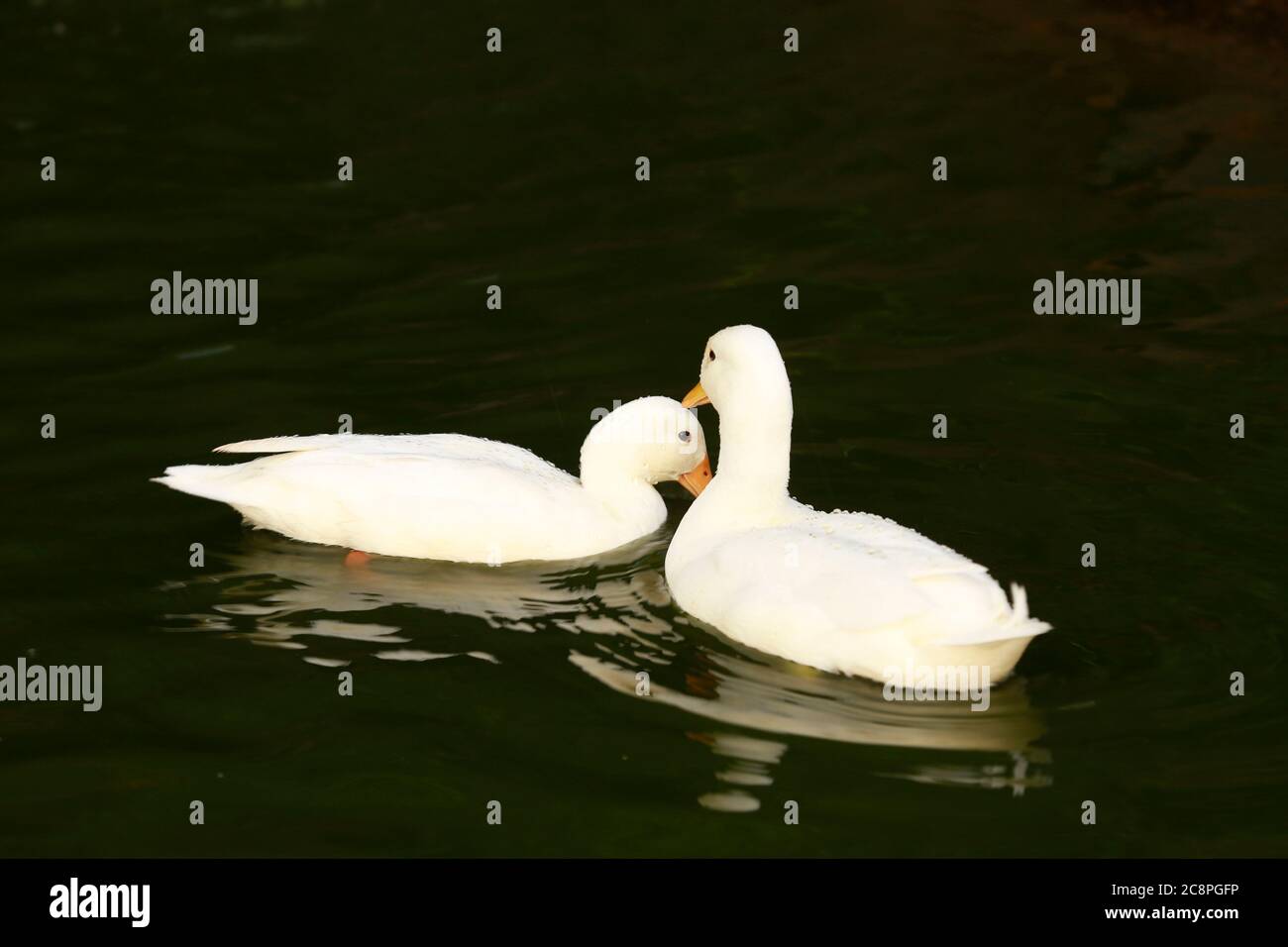 White duck swimming hi-res stock photography and images - Alamy