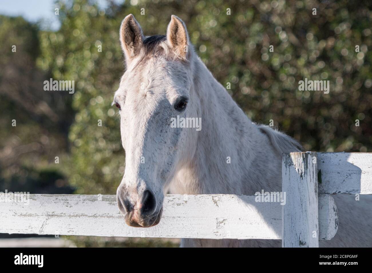 Horse head over fence hi-res stock photography and images - Alamy