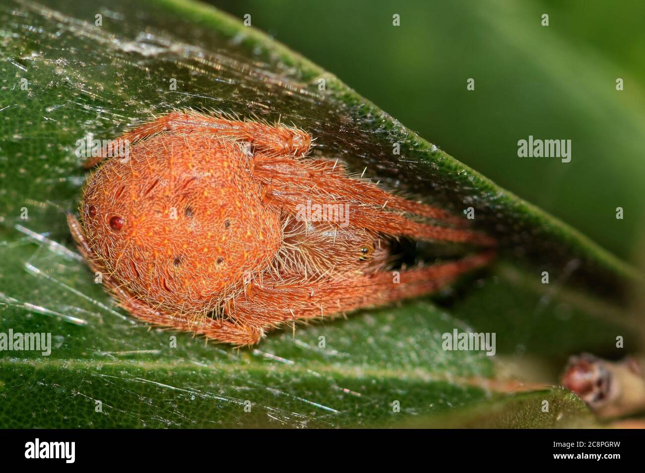 Tropical Orb Weaver spider roosting between Oleander leaves in Houston ...