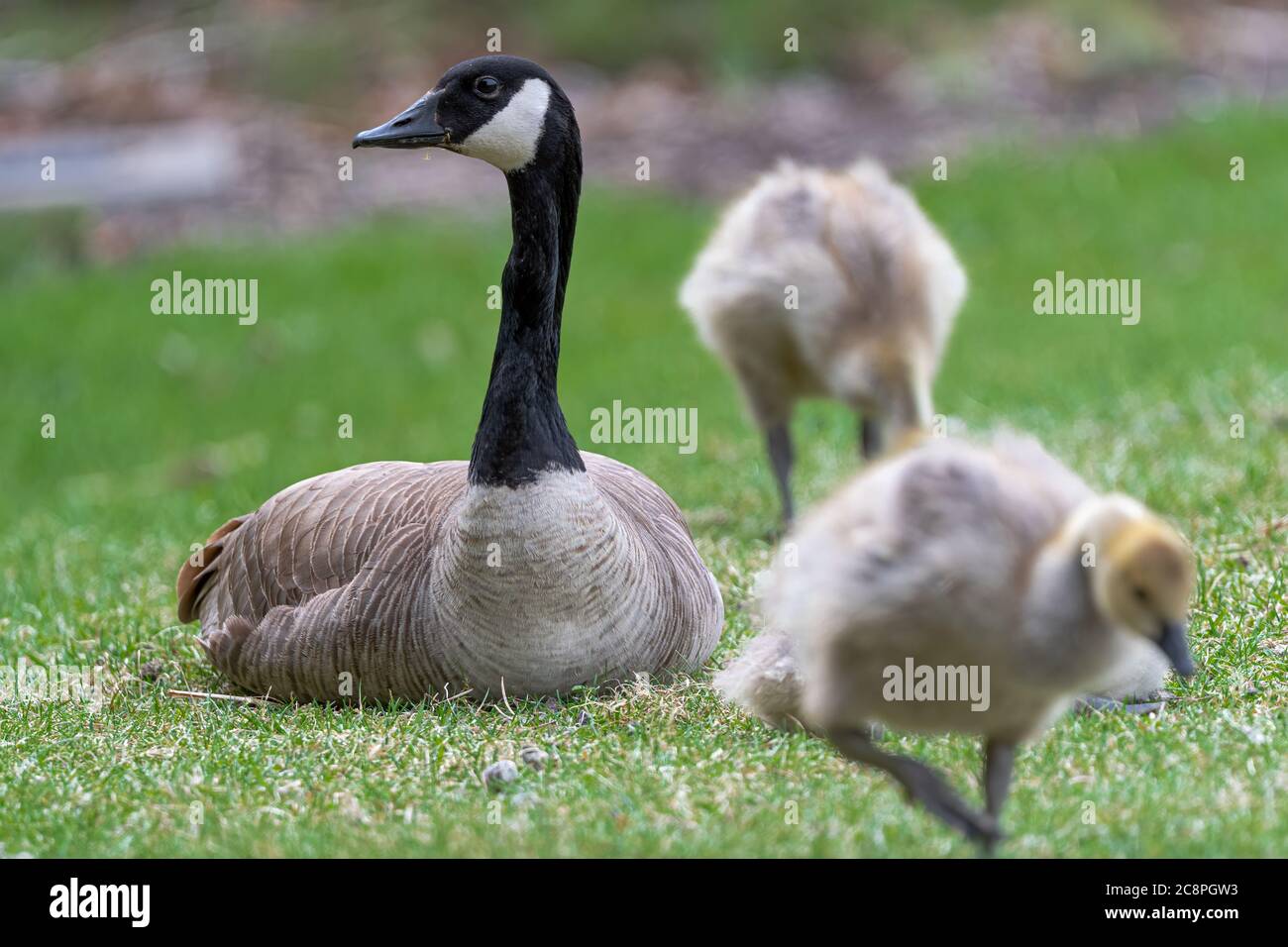 Portrait of Canada Goose (Branta canadensis) watching over its Young ...