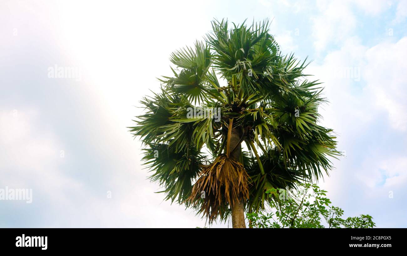 Taal gach hi-res stock photography and images - Alamy