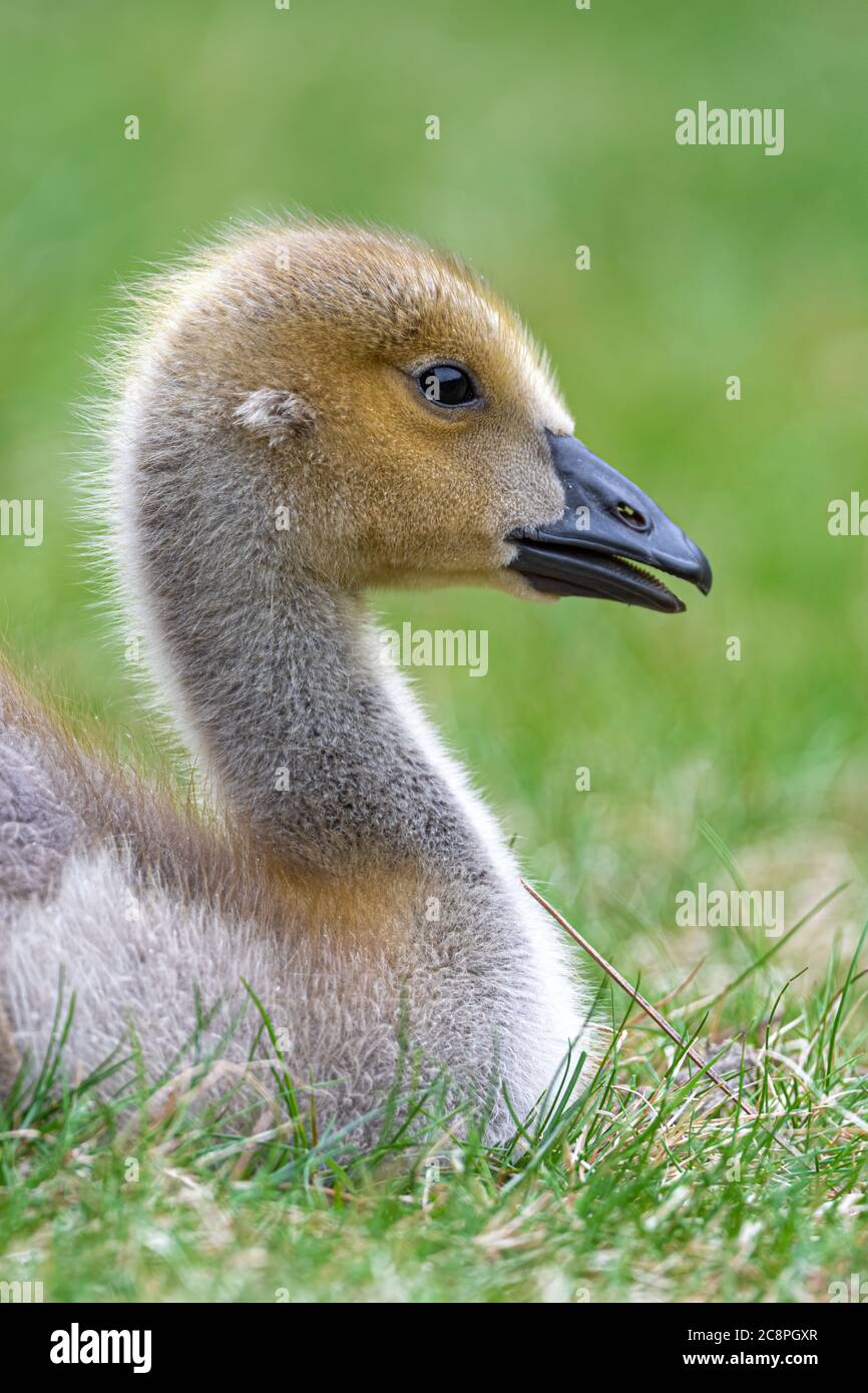 Young canada goose hi-res stock photography and images - Alamy