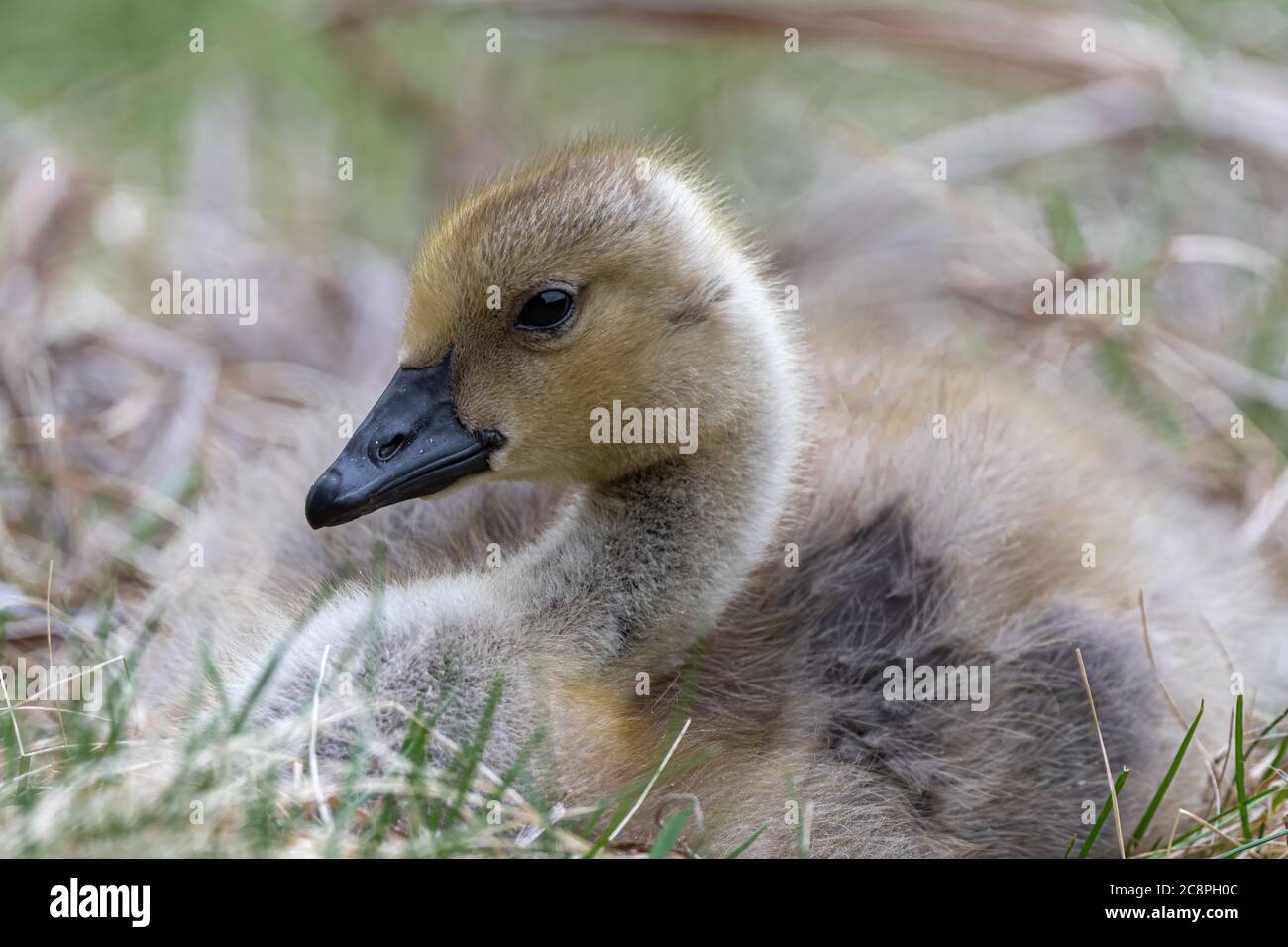 Portrait of Young Canada Goose (Branta canadensis Stock Photo - Alamy