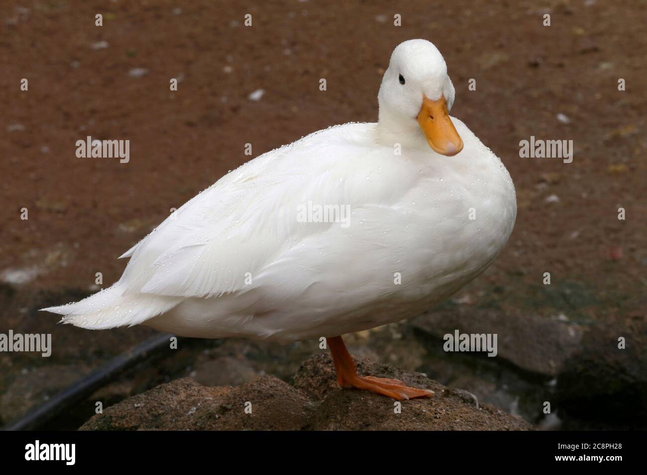 Duck in sun hi-res stock photography and images - Alamy