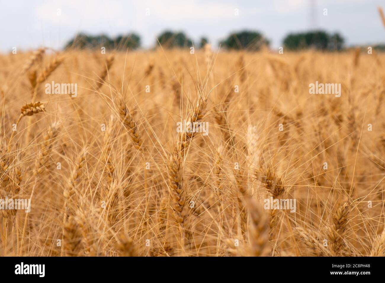 Closeup field ripe ears hi-res stock photography and images - Alamy