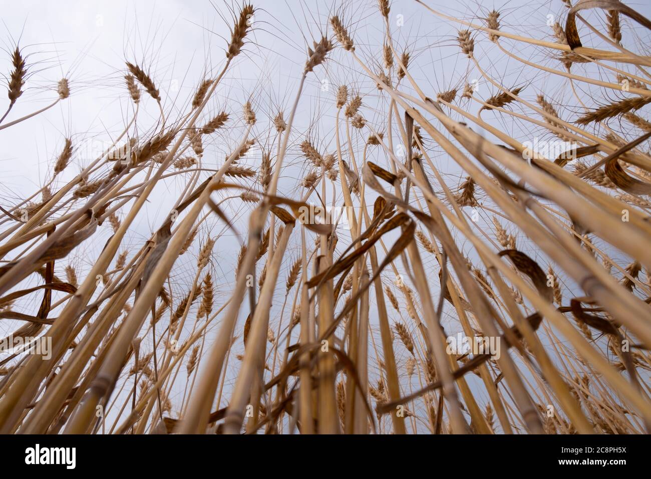 dried wheat golden stems bottom view Stock Photo - Alamy