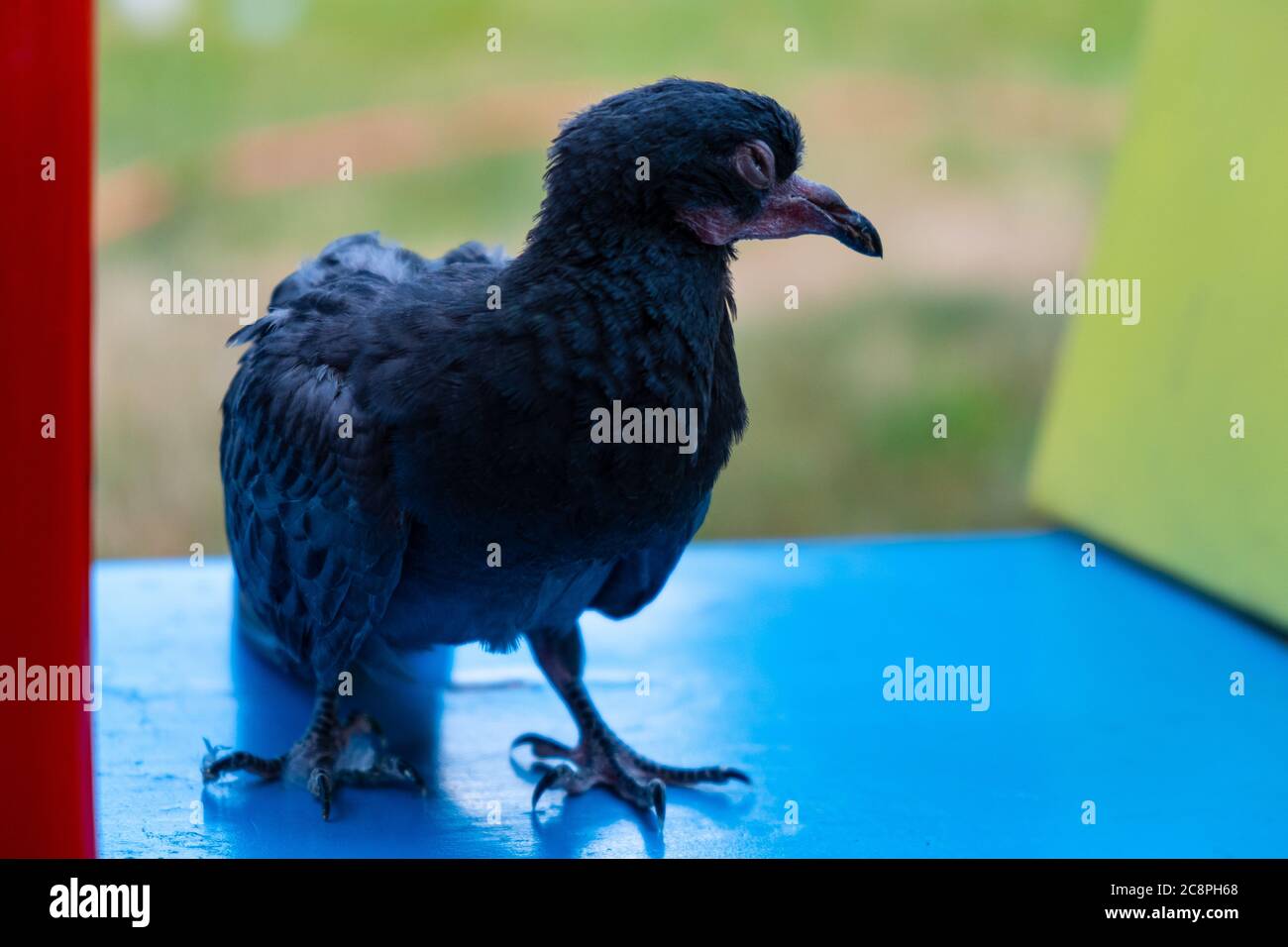 Pigeon chick hi-res stock photography and images - Alamy