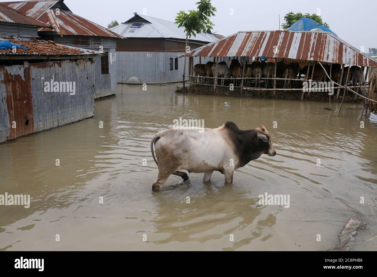 Cattle are seen in flood water having no fodder as flood water washed ...