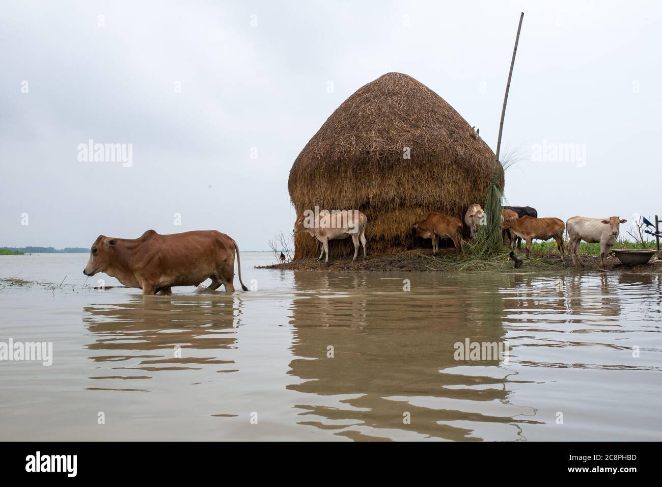 Cattle are seen in flood water having no fodder as flood water washed ...