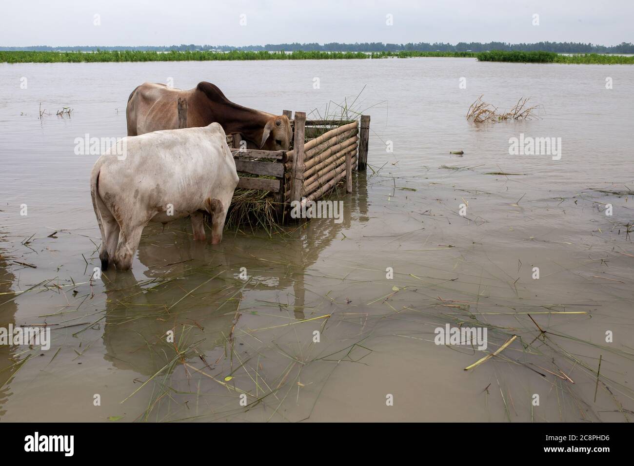 Cattle are seen in flood water having no fodder as flood water washed ...