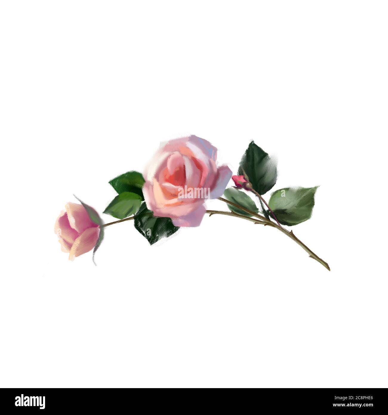 Hand drawn flowers. Pink roses Stock Photo - Alamy