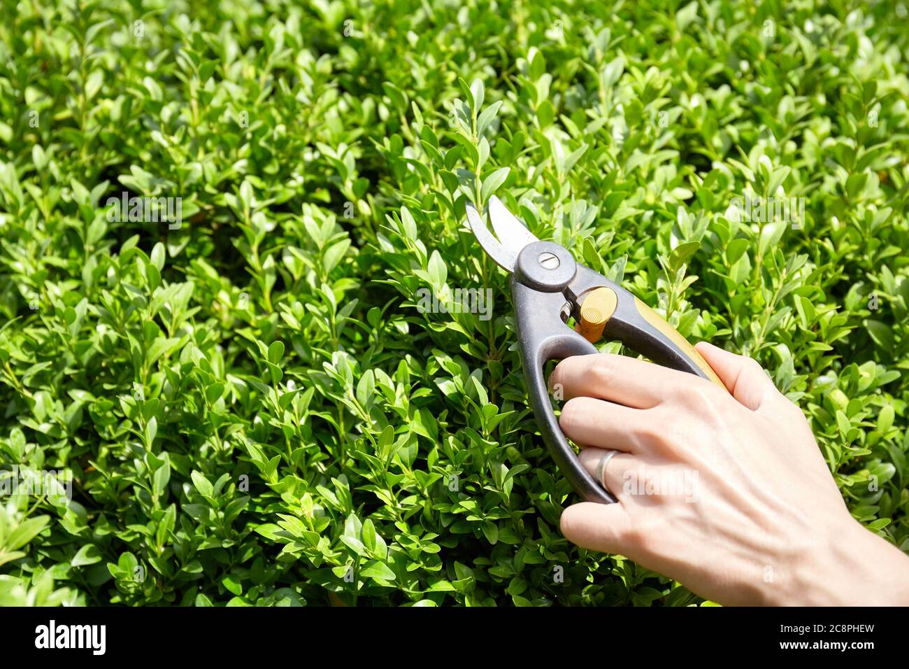 Hand pruning tool hi-res stock photography and images - Alamy