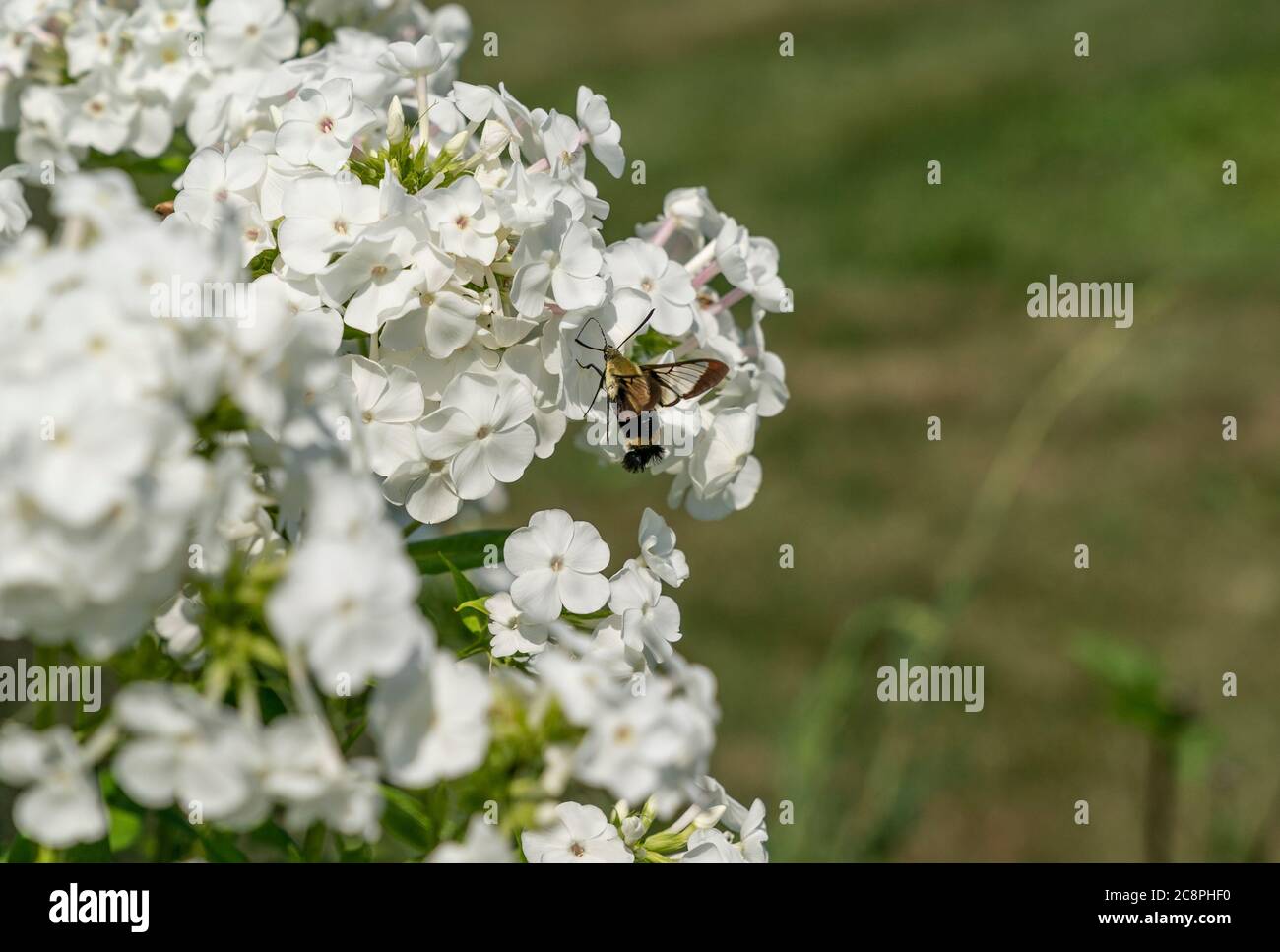Hummingbird moth known as hemaris feeding on white phlox flowers Stock ...