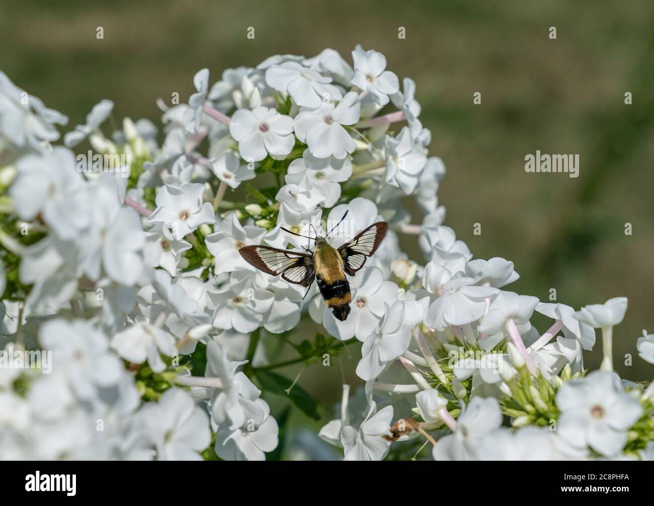 Hummingbird moth known as hemaris feeding on white phlox flowers Stock ...