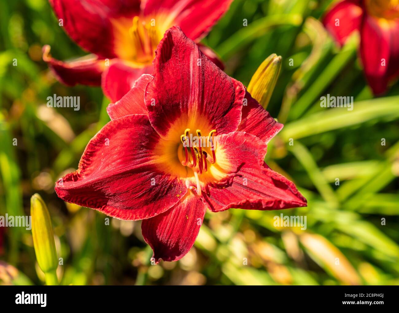Flower under the sun hi-res stock photography and images - Alamy
