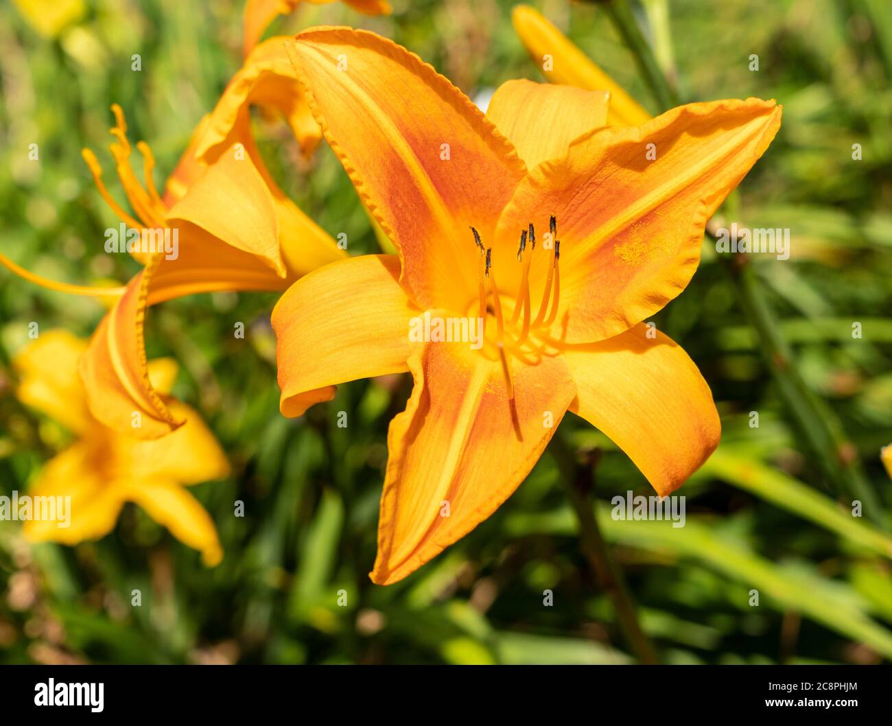 Daylily cultivation hi-res stock photography and images - Alamy