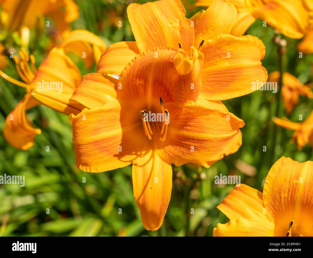 Daylily cultivation hi-res stock photography and images - Alamy