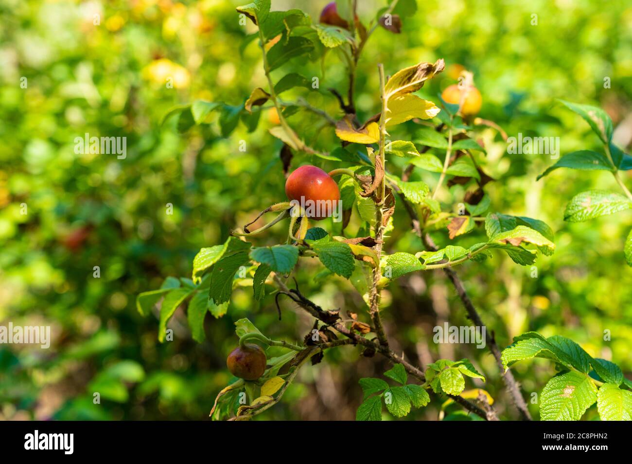 Ripening rose hip fruit on rose bush, those fruits are rich in vitamin ...