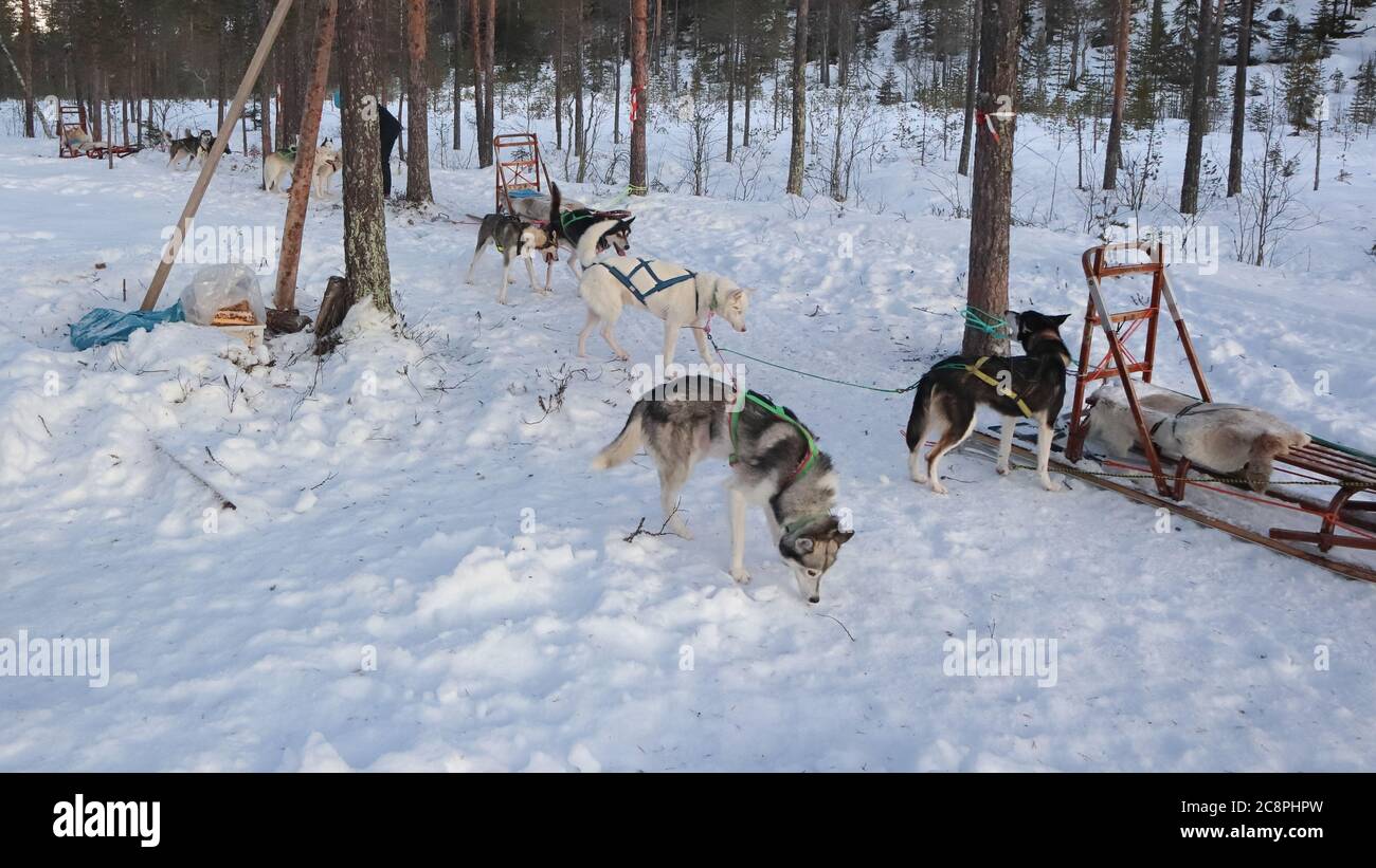 Dog sledding with Husky in Lapland, Sweden, Scandinavia Stock Photo - Alamy
